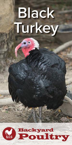 Black Turkey: Breed Profile - Backyard Poultry